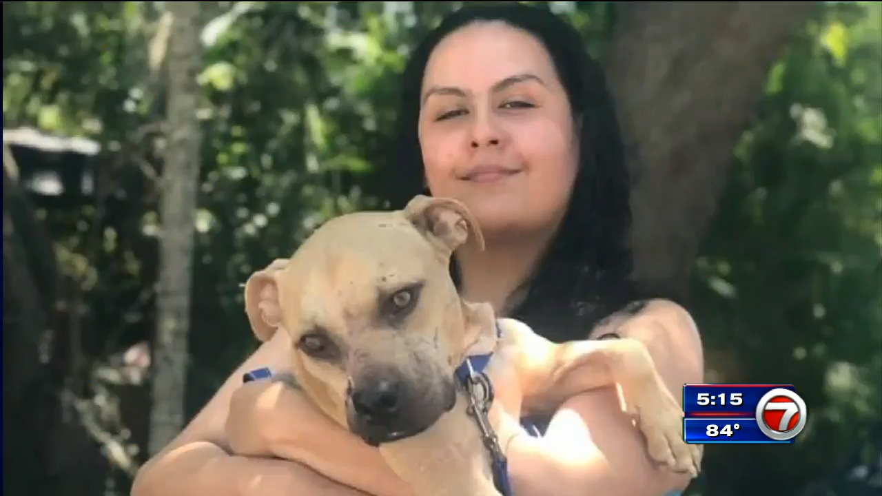 Canine used as bait for dog fighting makes full recovery - WSVN 7News ...