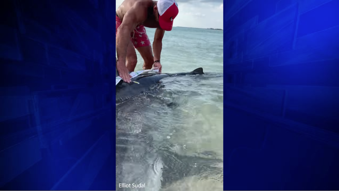 Fishermen catch and releases massive tiger shark of Florida coast ...