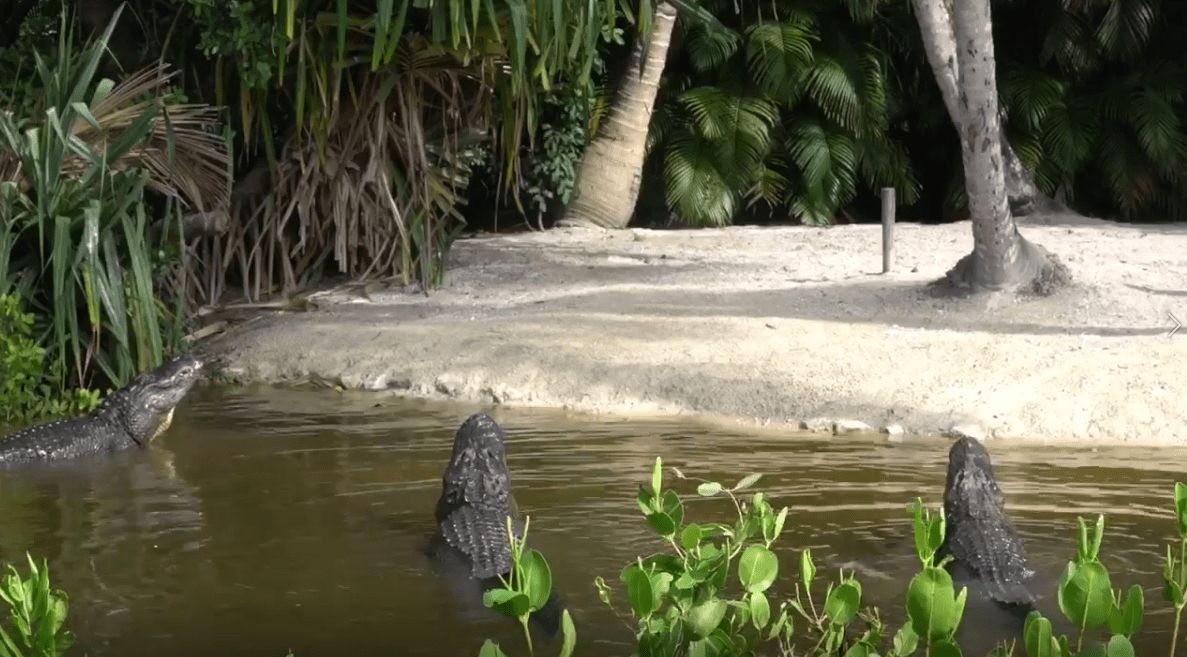 Video shows alligator bellowing at Naples Zoo - WSVN 7News | Miami News ...