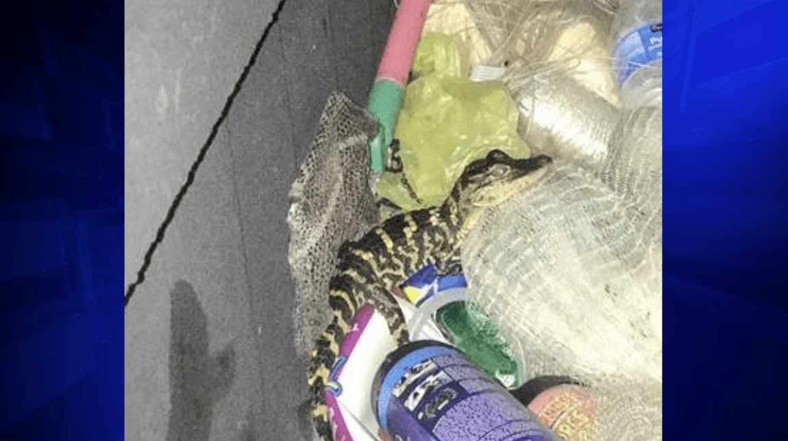 Deputies: Florida woman pulls alligator out of pants during traffic ...