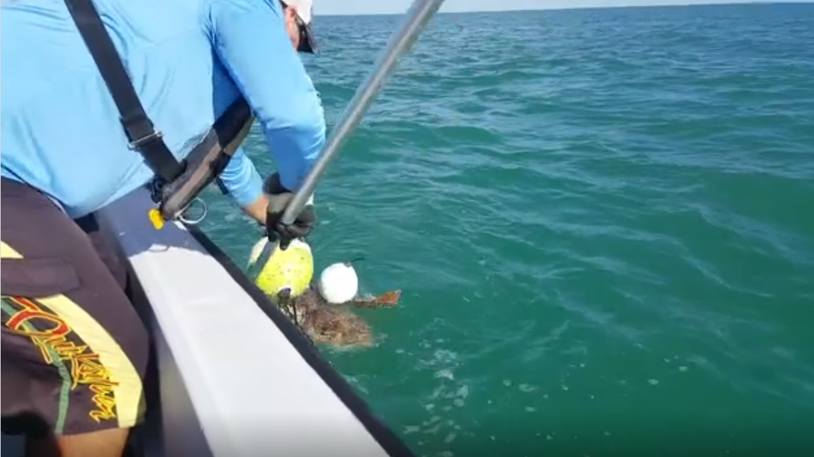 FWC biologists save sea turtle tangled in rope - WSVN 7News | Miami ...