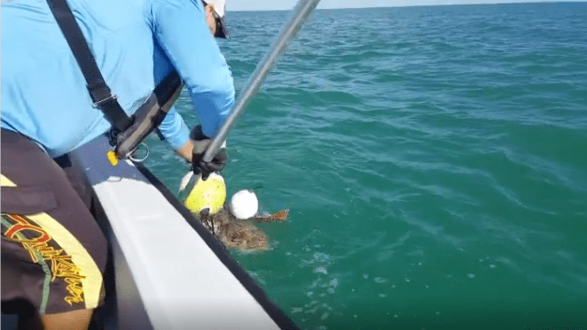 FWC biologists save sea turtle tangled in rope - WSVN 7News | Miami ...