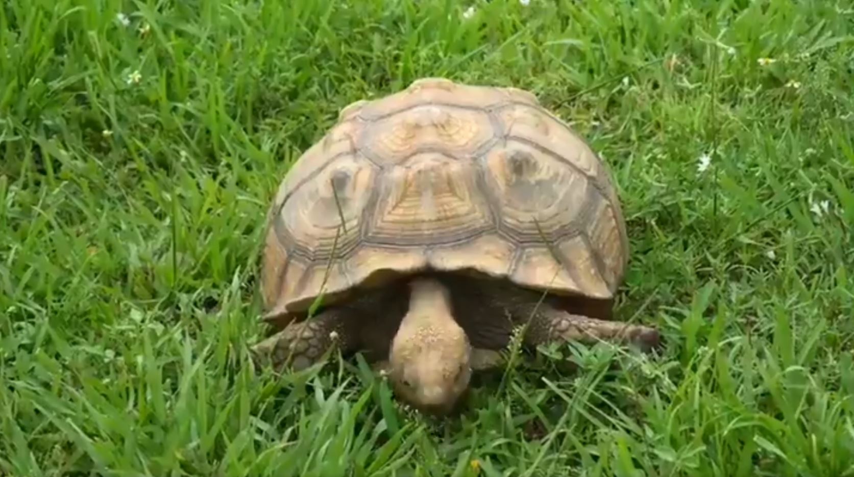 Police find tortoise in North Miami Beach, owner encouraged to come ...