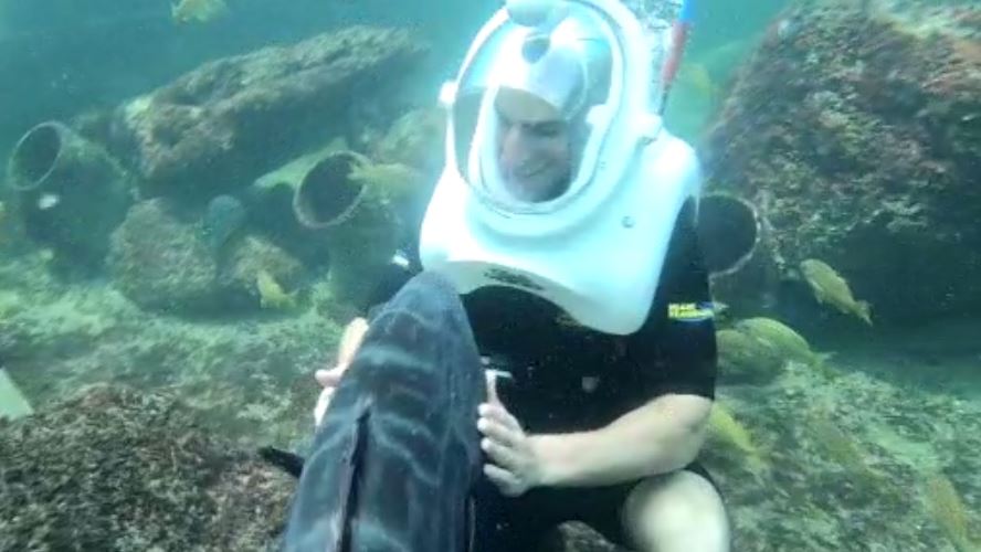 Merman Chris makes friends under the sea at Miami Seaquarium - WSVN ...