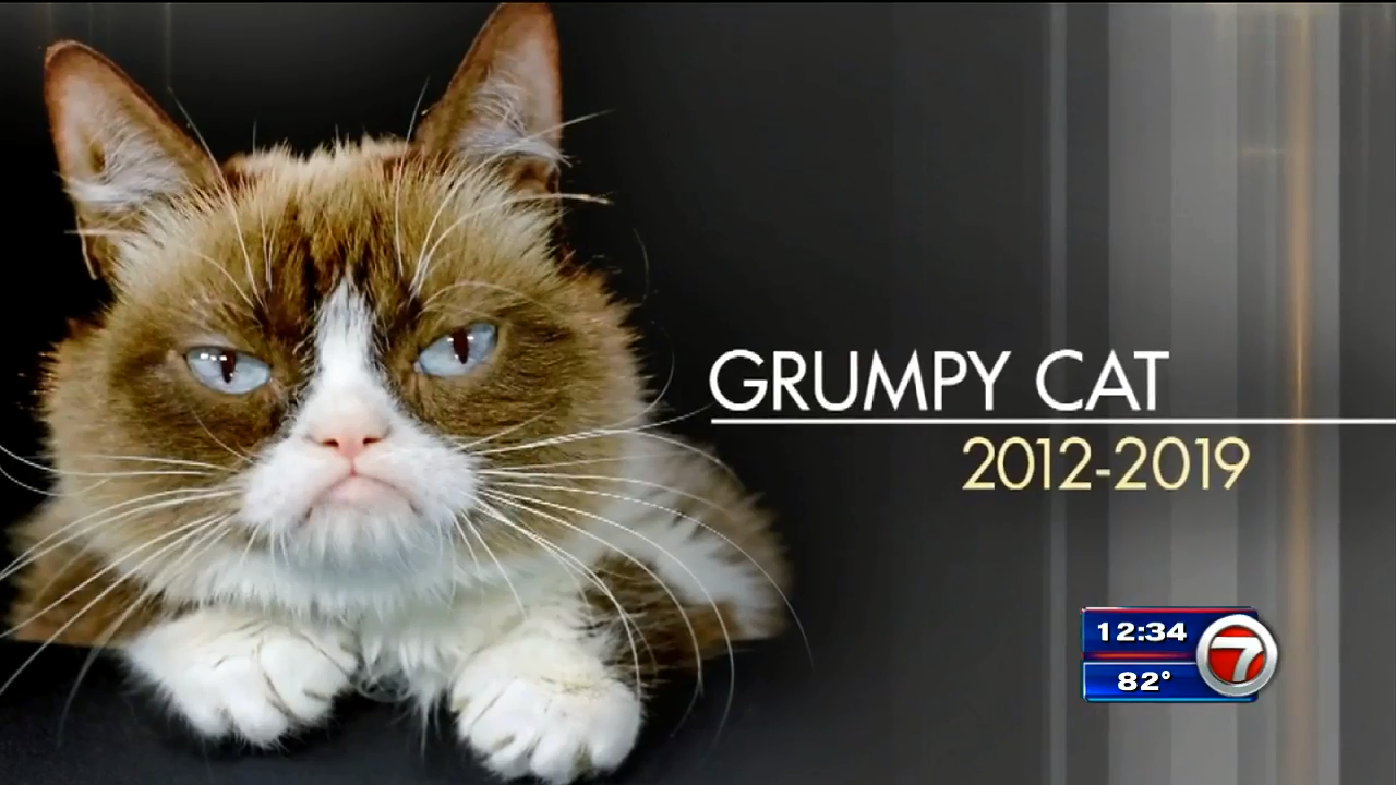 Grumpy Cat, the grouchy-faced furball that launched a thousand memes ...