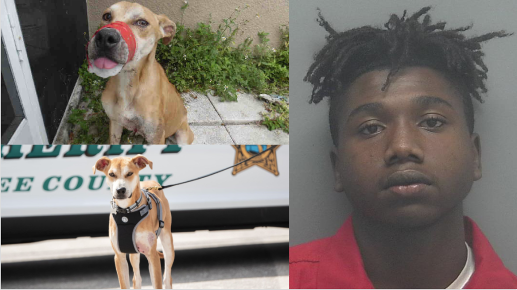 Florida deputies arrest man accused of taping dog’s mouth shut - WSVN ... Florida deputies arrest man accused of taping dog’s mouth shut - WSVN ...