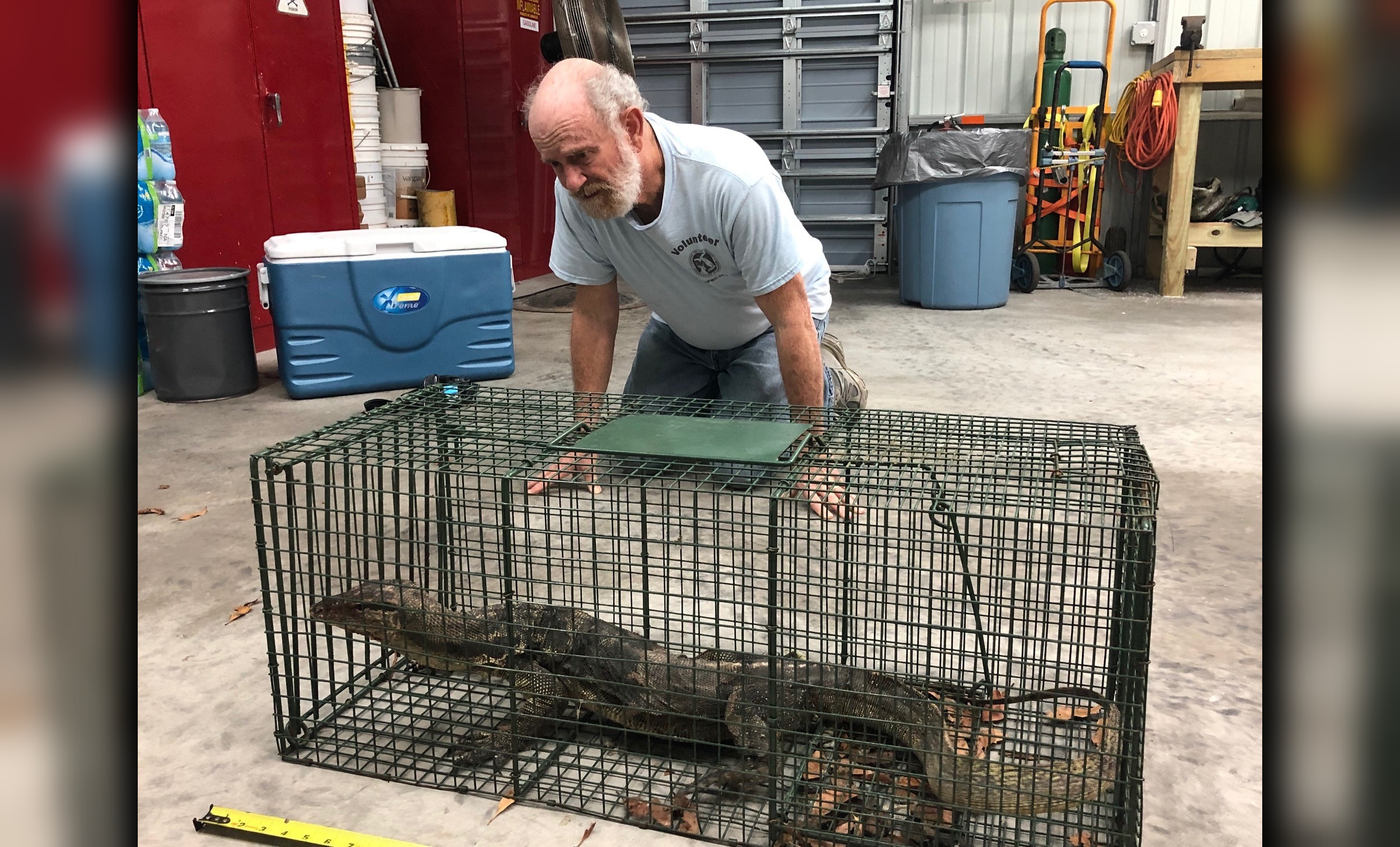 Florida wildlife officials catch large lizard in Florida Keys - WSVN ...