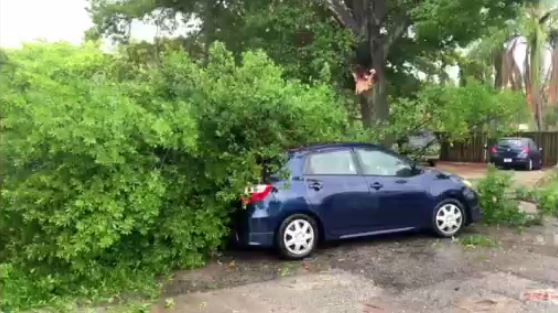 Tree branch snaps and falls on parked car in Fort Lauderdale – WSVN ...