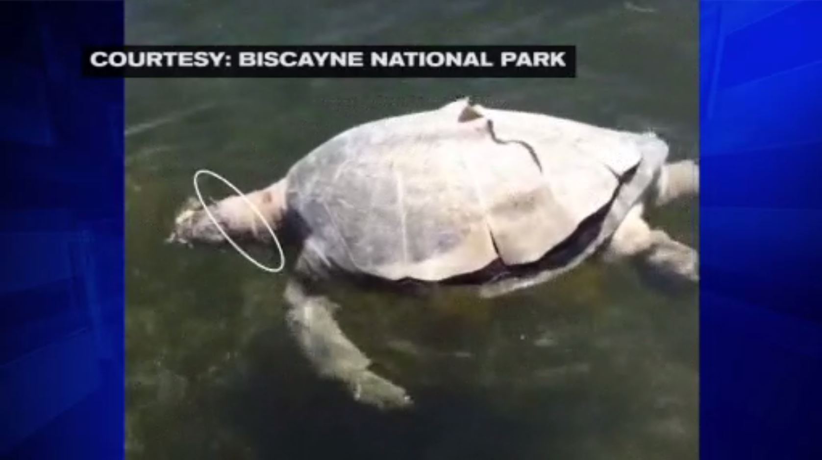 Dead sea turtle discovered with spear through head at Biscayne National ...