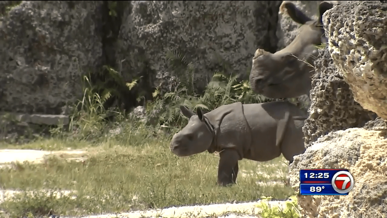 Scientist succeed in creating 2 northern white rhino embryos - WSVN ...