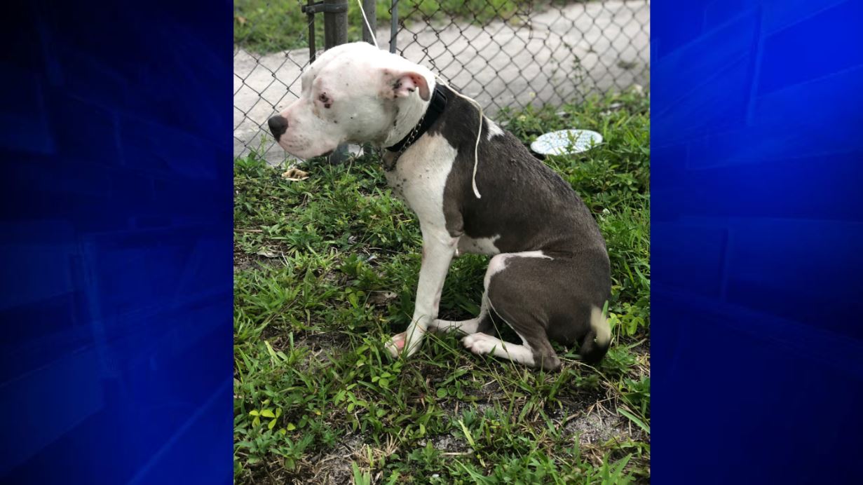 Dog rescued by Miami Gardens officers set to be put up for adoption ...