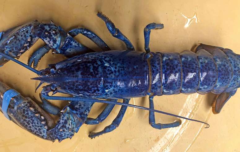 Rare blue lobster shipped to Cape Cod restaurant – WSVN 7News | Miami ...