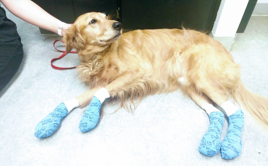 Dog suffers severe paw burns after walking on hot pavement - WSVN 7News ...
