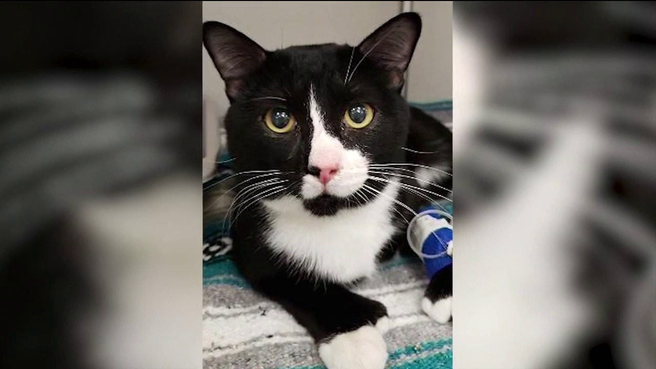 This cat got stuck in the washing machine for a full cycle, and lived ...