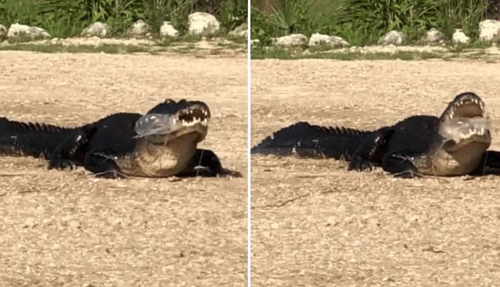Video shows alligator swallowing plastic at Florida wildlife refuge ...