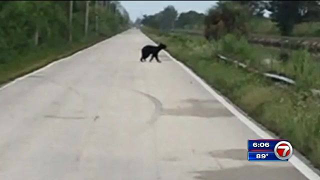 Black bear continues to roam Homestead, South Miami-Dade neighborhoods ...