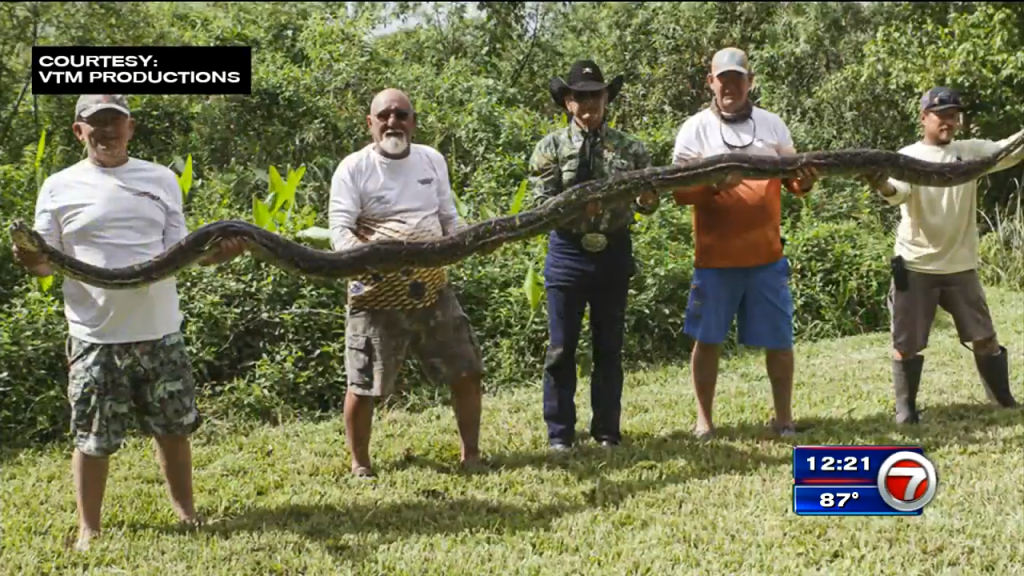 16-foot python found nesting underneath Everglades home – WSVN 7News ...