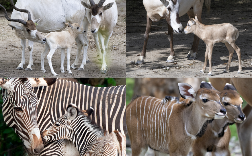 6 baby animals born within 7 days at Zoo Miami - WSVN 7News | Miami ...