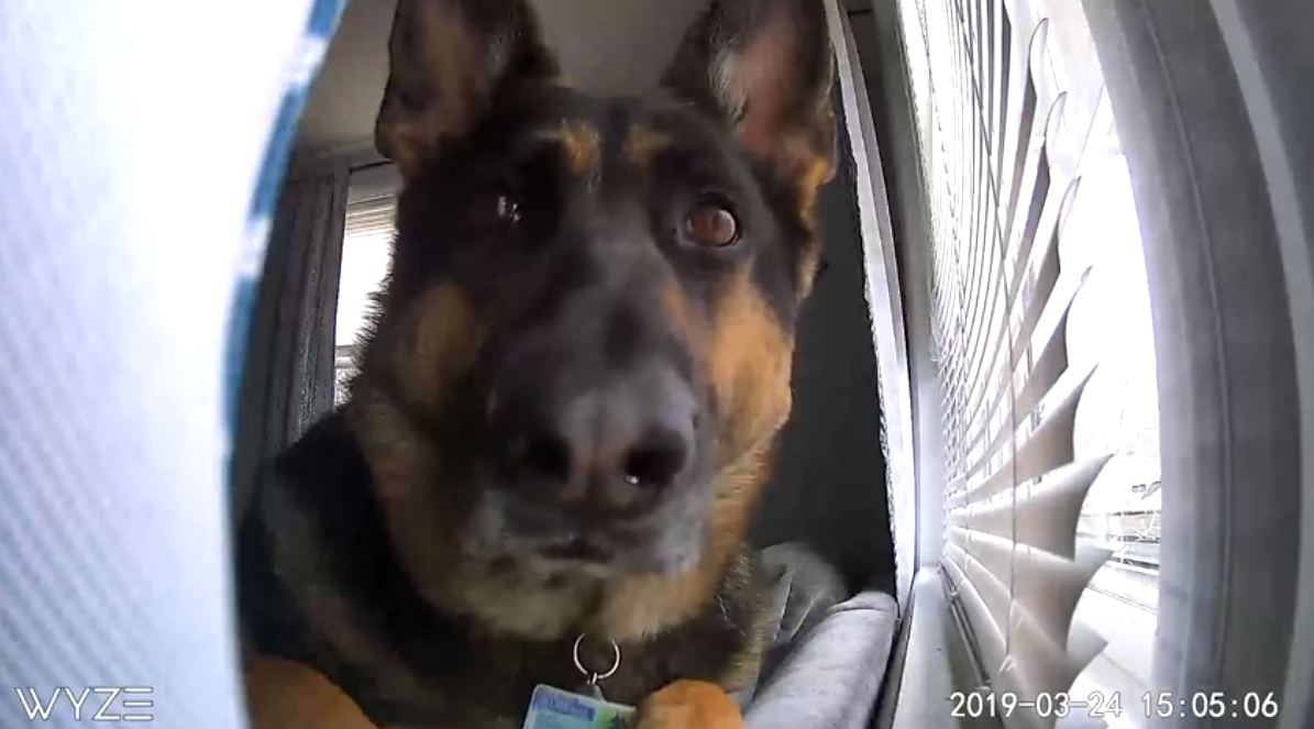 Viral video shows dog gazing into camera after setting off motion ...
