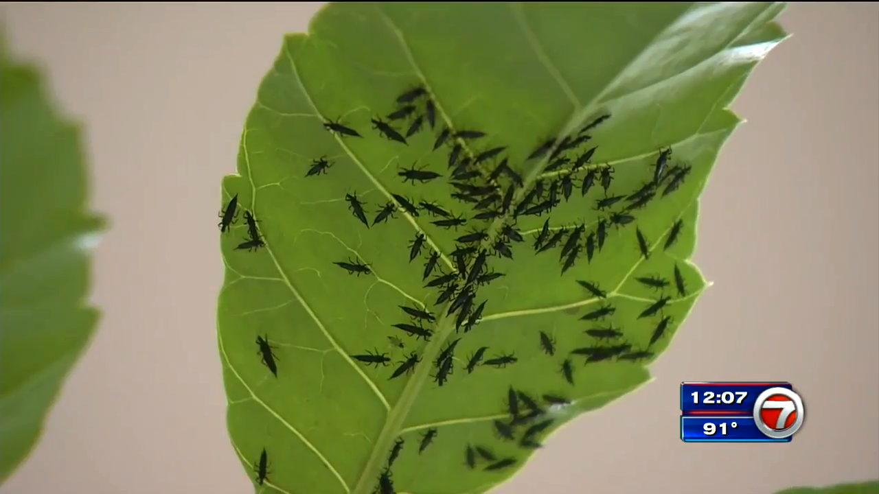 Authorities use insects to fight invasive plant species in South ...
