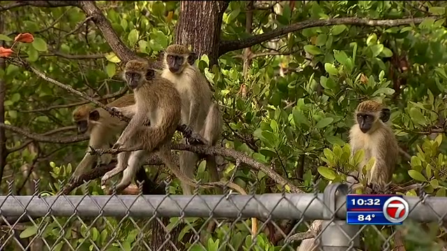 Scientists coming up with new ways to help Dania Beach monkeys – WSVN ...