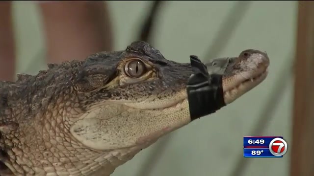 Chance the Snapper, Chicago’s elusive gator, settles into new St ...
