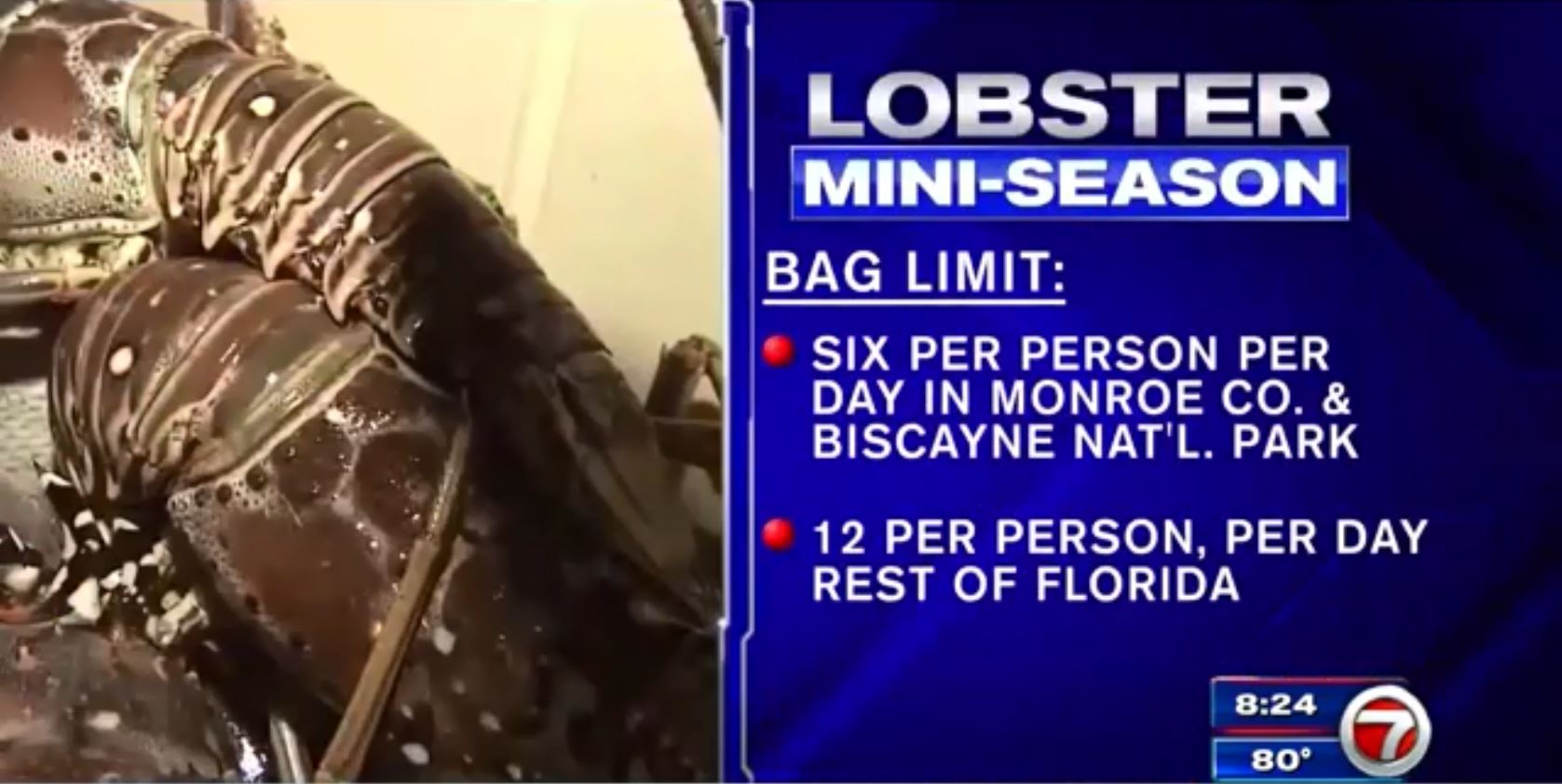 South Floridians take part in day 1 of lobster mini-season - WSVN 7News ...