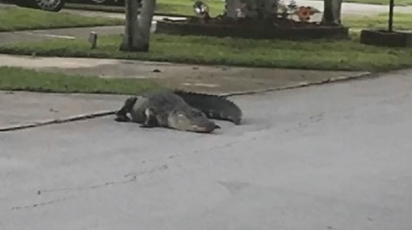 Alligator spotted in SW Miami-Dade leaves community concerned - WSVN ...