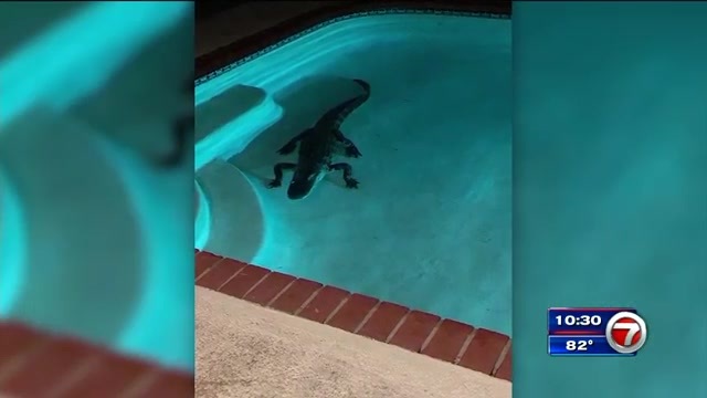 7-foot alligator makes itself at home in Port Charlotte family’s pool ...