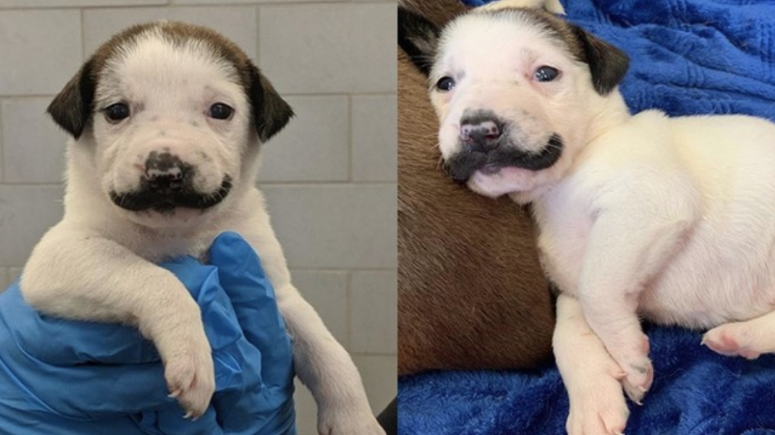Photos of puppy born with mustache shaped fur go viral - WSVN 7News ...