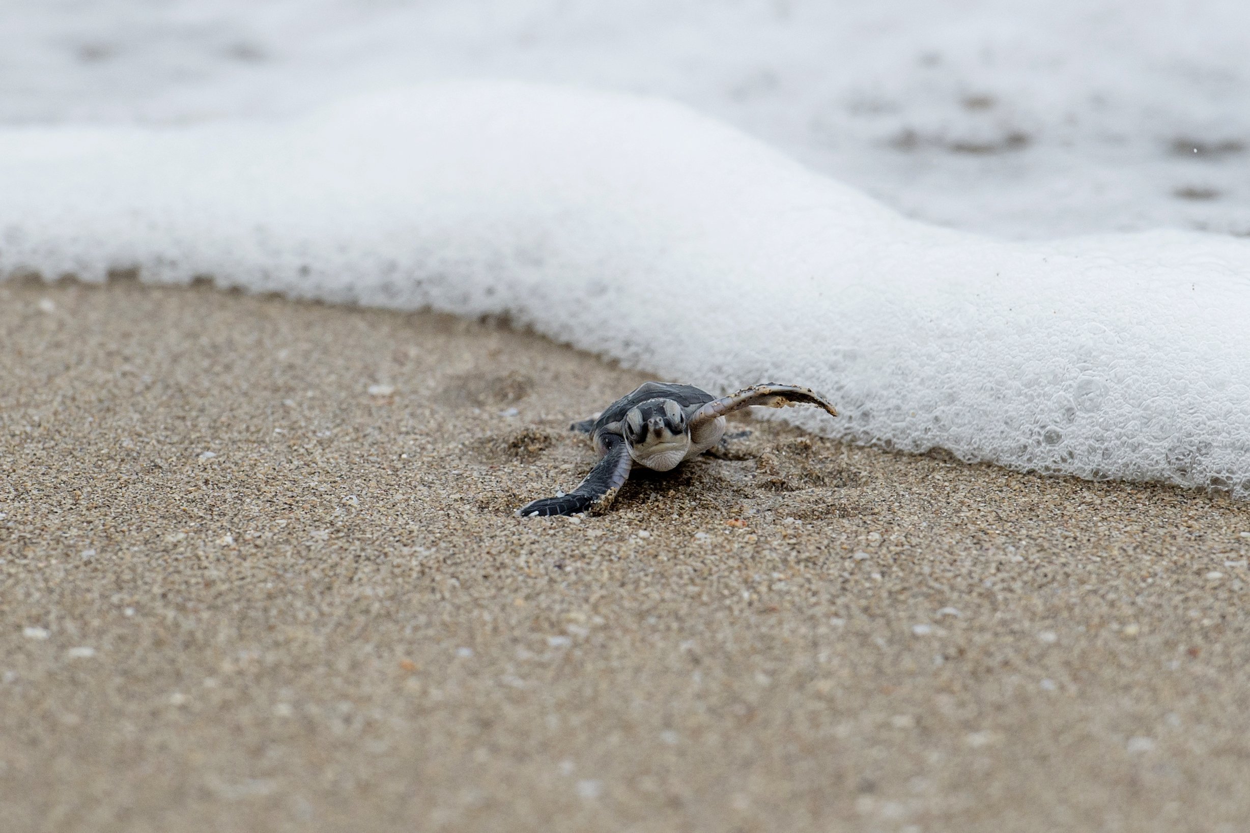 Hundreds of baby sea turtles stole the show at a Florida beach’s ...