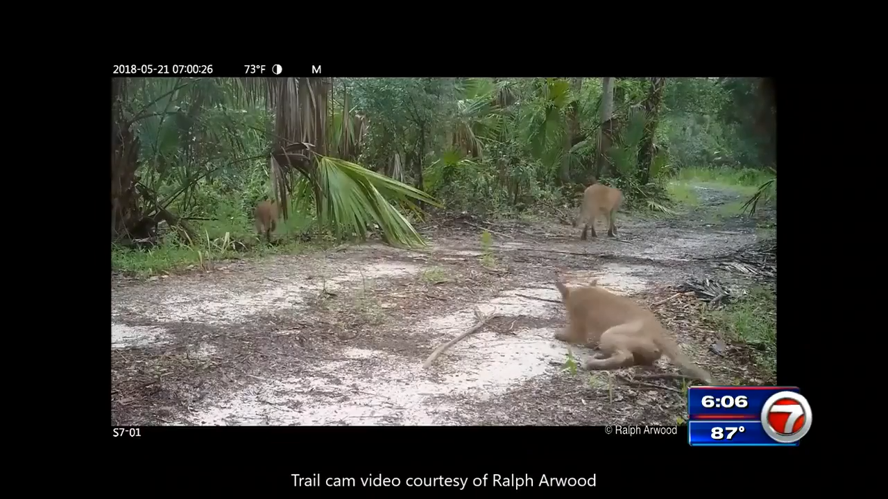 FWC detects disorder that makes it difficult for Florida panthers to ...