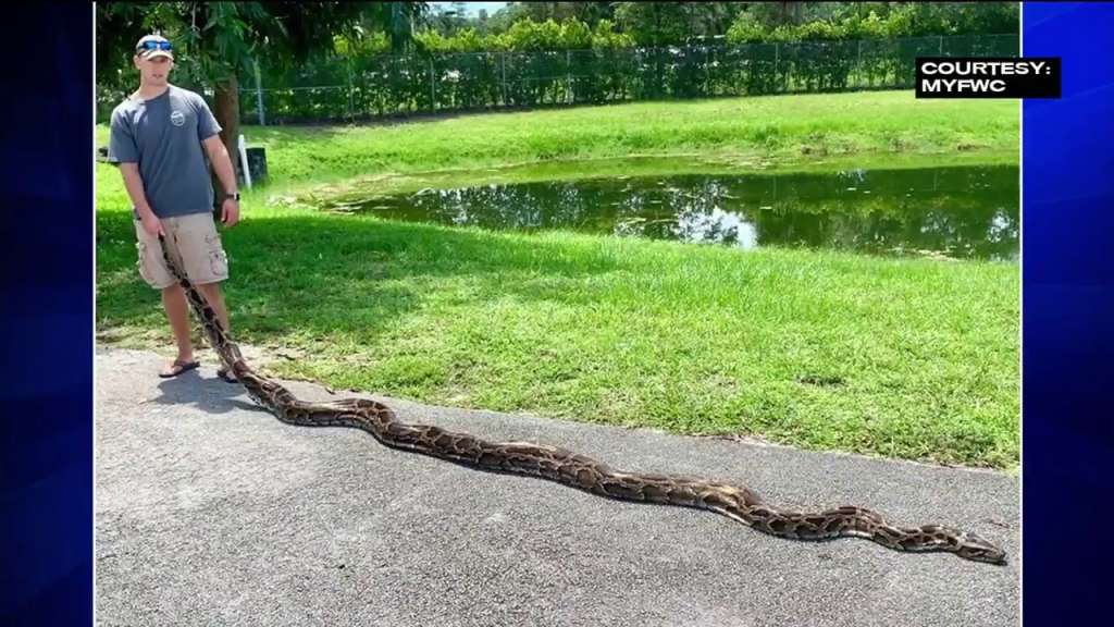 Second largest python on record caught in Everglades – WSVN 7News ...