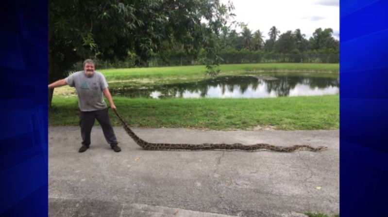 Another python over 17 feet long removed from Everglades - WSVN 7News ...