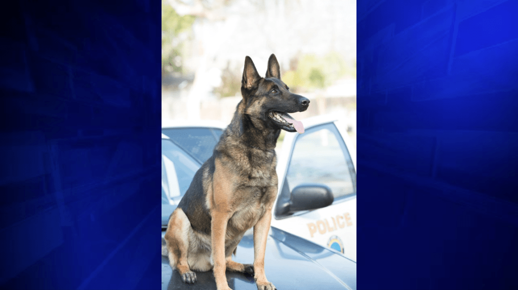 Police K9 dies after being left in officer’s hot cruiser - WSVN 7News ...