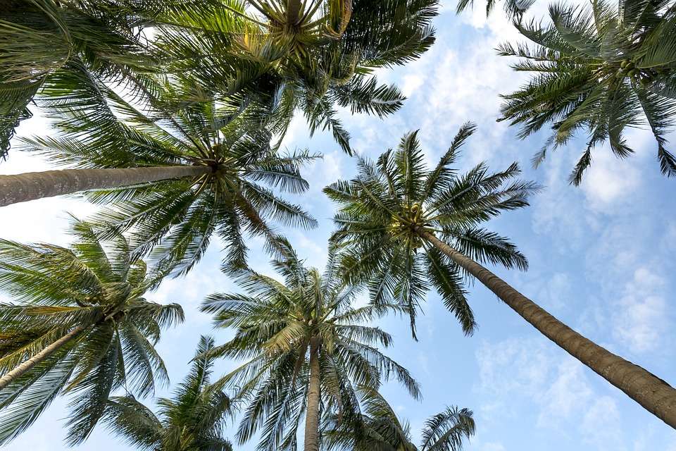 Florida’s iconic palm trees threatened by invasive disease - WSVN 7News ...