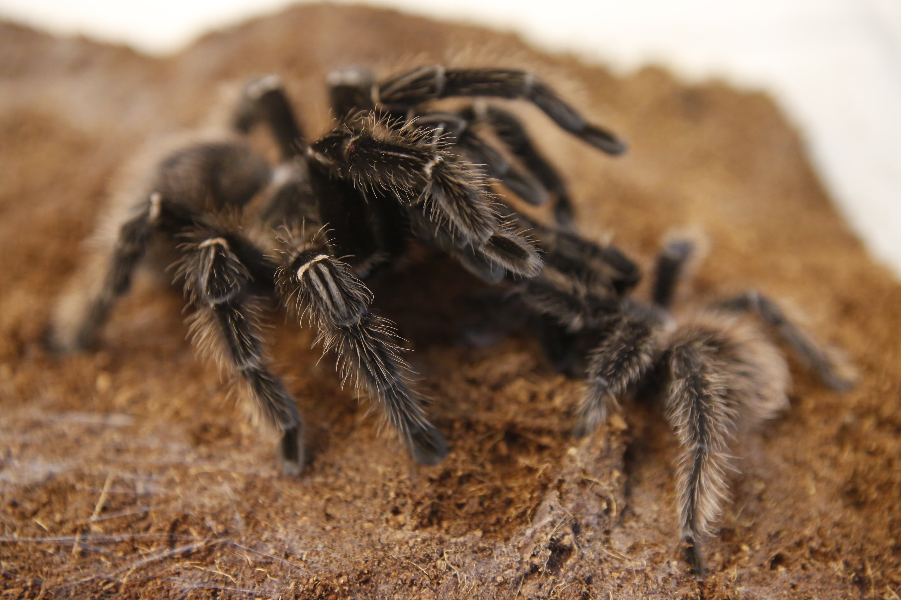 Thousands of tarantulas to crawl through southeast Colorado in search ...
