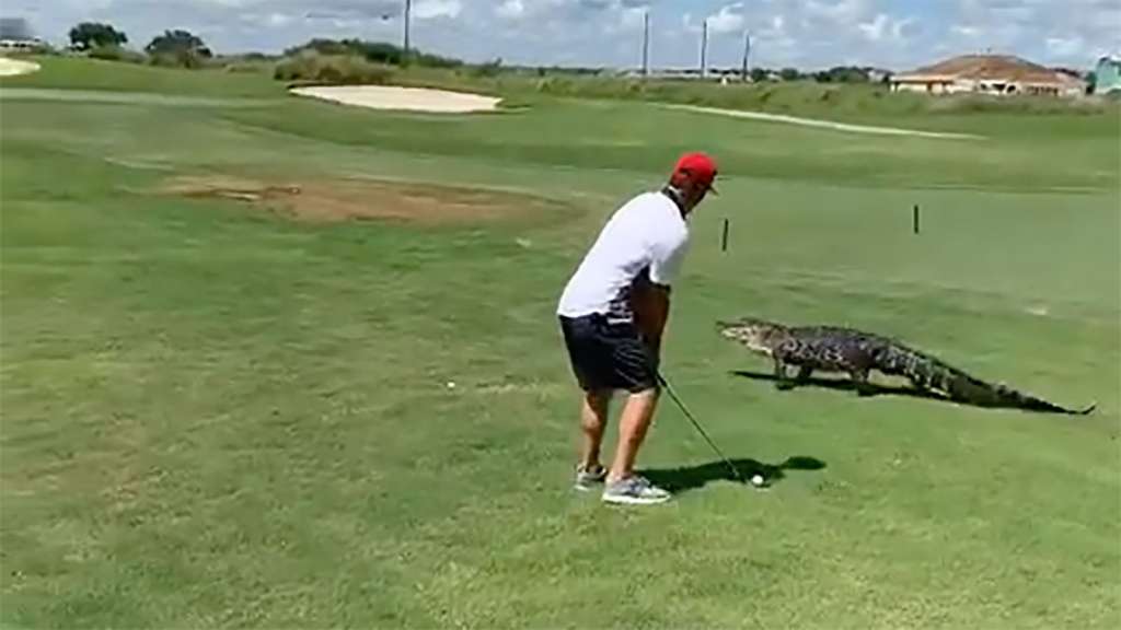 Florida golfer ignores scary alligator strolling next to him - WSVN ...
