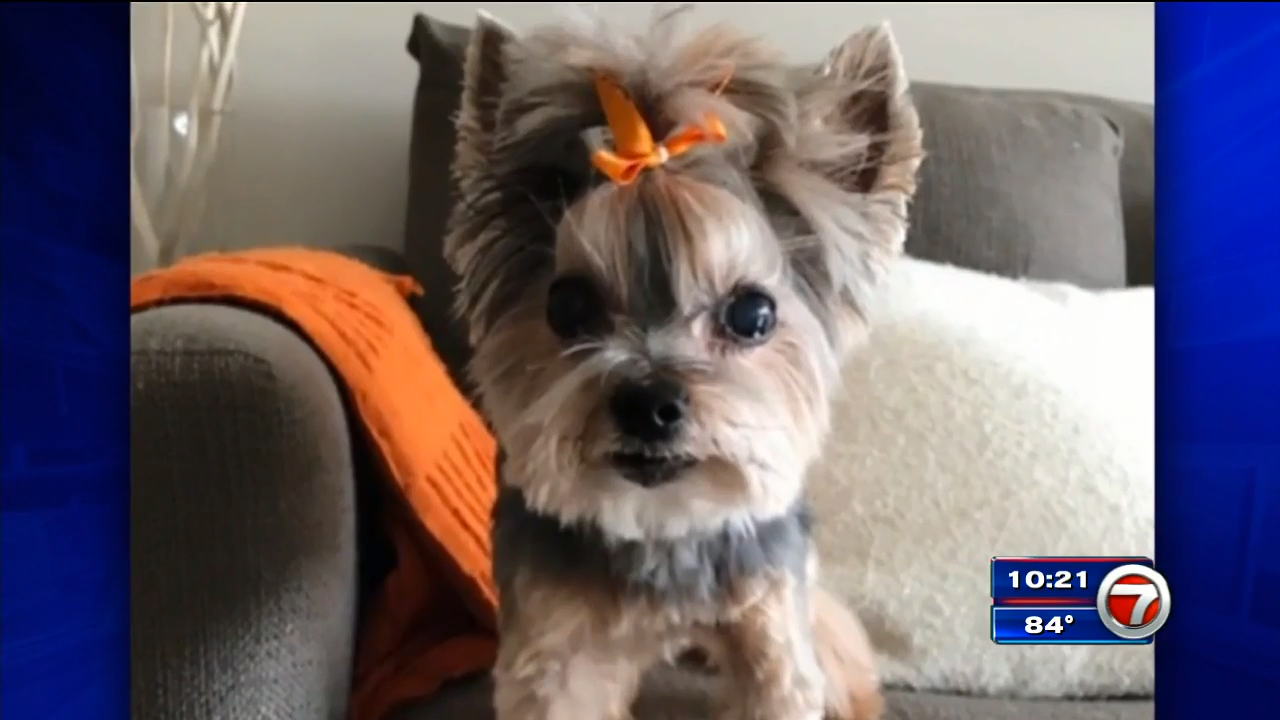 Fort Lauderdale couple seeks public’s help to find Yorkie possibly ...