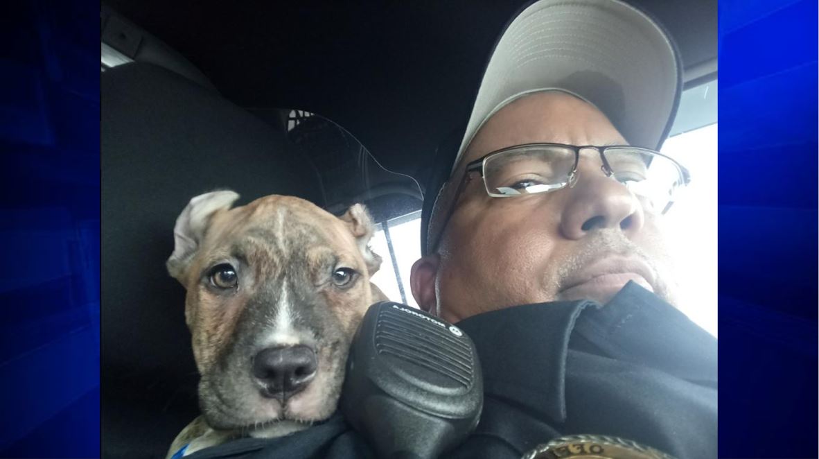 Puppy named ‘Dory’ after being rescued by Fort Pierce officer before ...