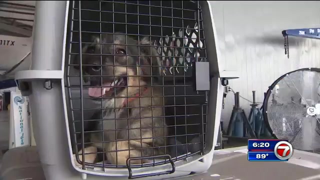 Over 150 dogs, cats rescued from Dorian-ravaged Grand Bahama flown to ...