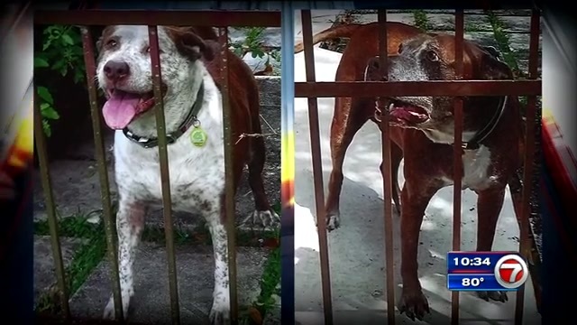 Afraid of Neighbor’s Dogs - WSVN 7News | Miami News, Weather, Sports ...