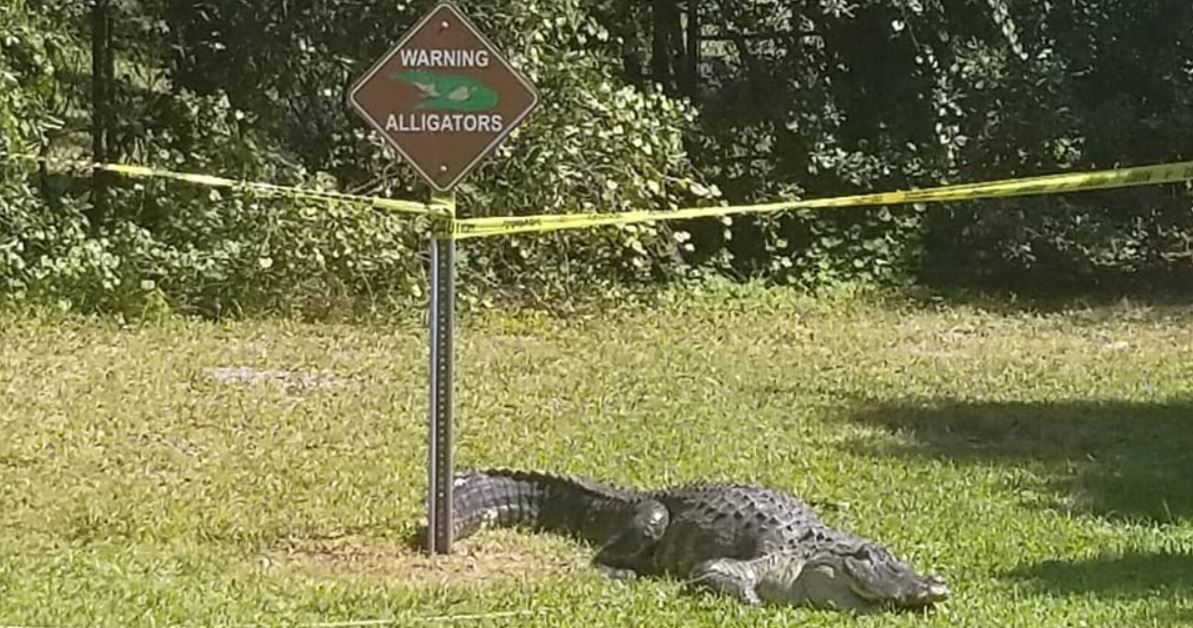 Tampa Police shares photo of gator laying next to alligator warning ...