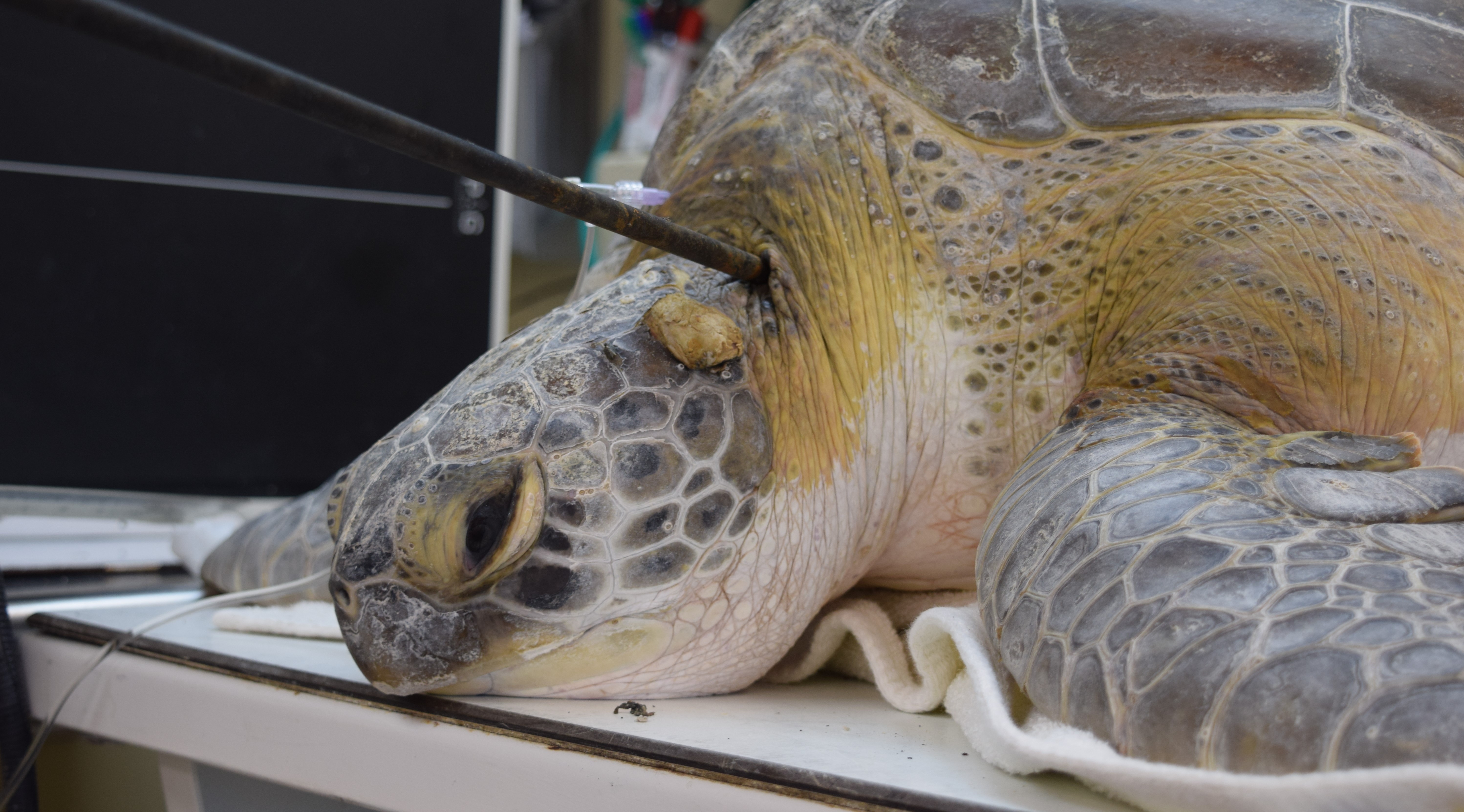 Endangered sea turtle found shot with 3 foot spear off Key Largo - WSVN ...