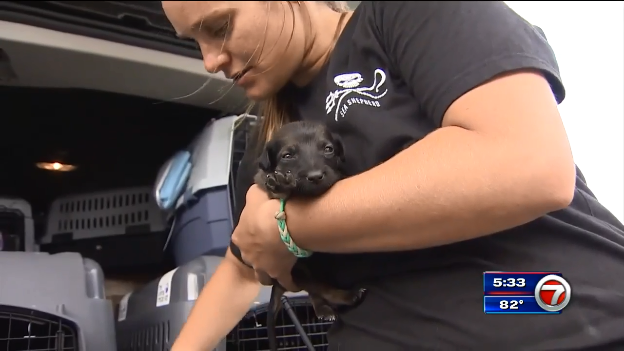 2 organizations helping Hurricane Dorian relief efforts return with 12 ...