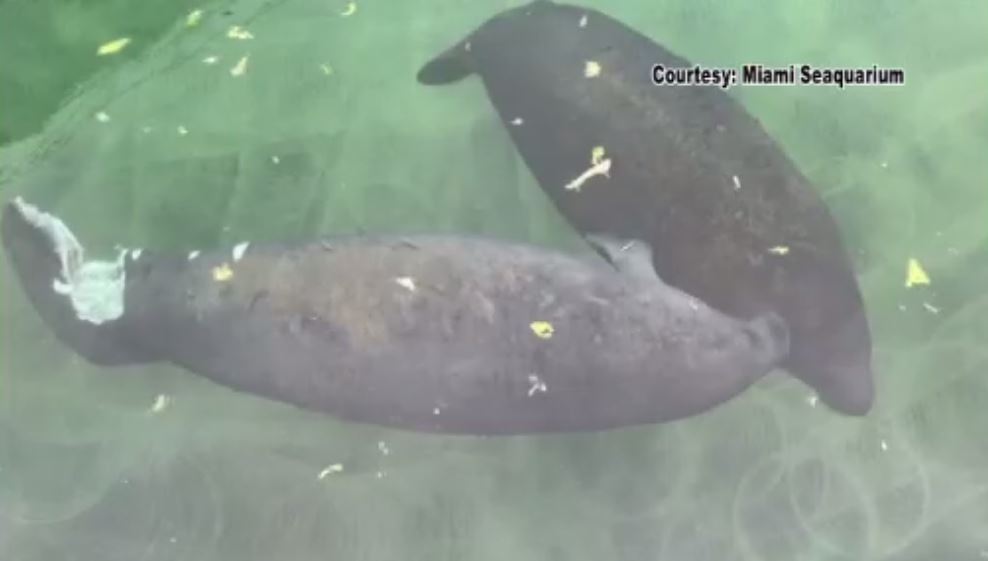 Manatee being treated after boat propeller injures tail - WSVN 7News ...