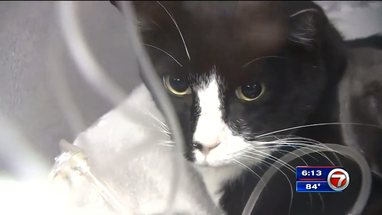 Caretaker of cat speaks out after feline was shot by BB gun in Pembroke ...