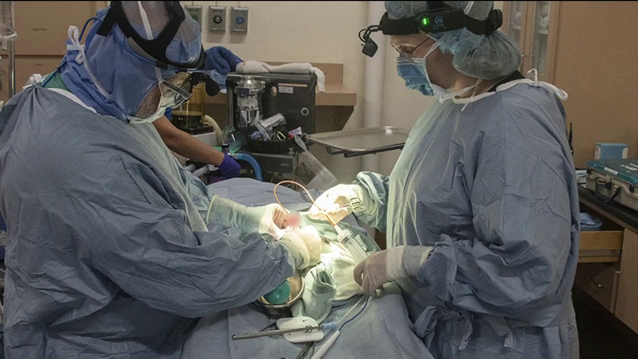 Endangered ape with sand, pebbles in stomach undergoes surgery at Zoo ...