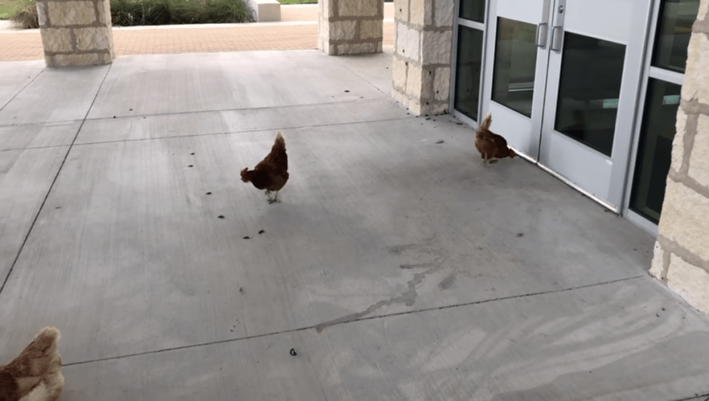 Texas school uses student-raised chickens to take on invasion of ...
