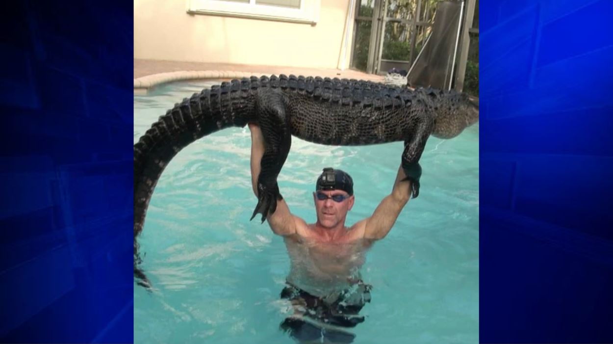 9-foot alligator removed from Parkland pool - WSVN 7News | Miami News ...